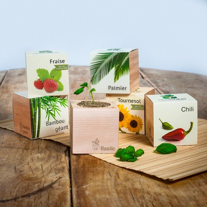 ECOCUBE - Kits de Plantes d'Intérieur dans des cubes en bois